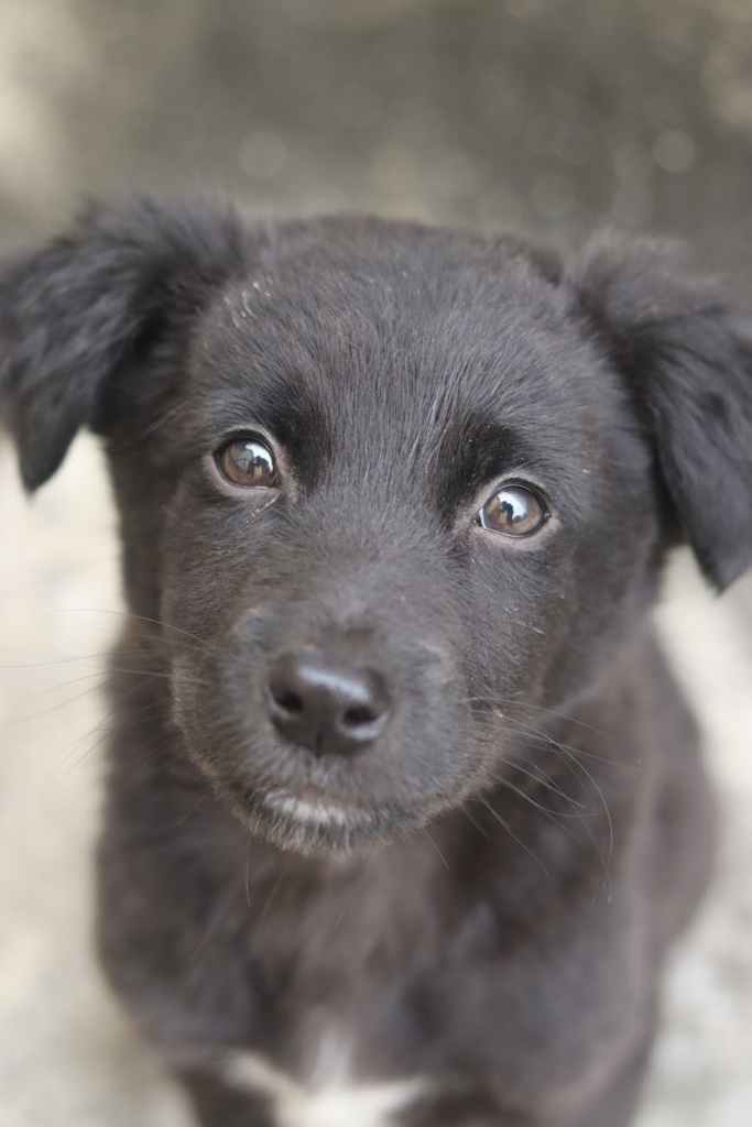 Lessons From A Dog – Jesusluvsall's Blog